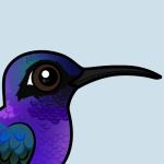 Meet the Magnificent Violet Sabrewing | Hummingbird Week