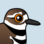Killdeer - Birdorable Blog