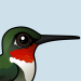 Busting a Bird Myth: Can Hummingbirds Fly Backwards?