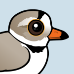 New Coloring Pages: Piping Plover and Broad-winged Hawk