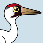 Read About Whoopsie, a Hybrid Whooping - Sandhill Chick