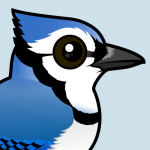 Fun Facts About Blue Jays: Read About These Smart Birds