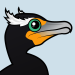 About Double-crested Cormorants – Habitat, Behavior, and More