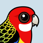 Bonanza Bird #17: Eastern Rosella