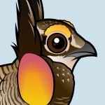 Saving Texas Prairie Symbol: The Attwater's Prairie Chicken