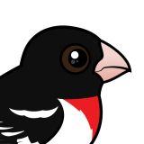 Birdorable Rose Robin from Australia