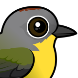 Cute Nanday Parakeet by Birdorable