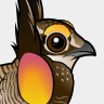 Attwater's Prairie-Chicken Coloring Page by Birdorable