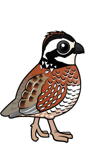 Cute Northern Bobwhite by Birdorable