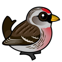 Sudden Surge: Understanding the Phenomenon of Bird Irruptions