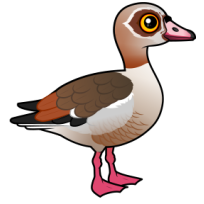 Birdorable – Unique Cute Bird Gifts & T-Shirts for Bird Lovers