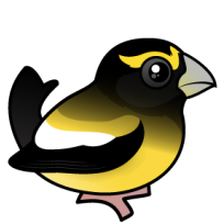 Sudden Surge: Understanding the Phenomenon of Bird Irruptions