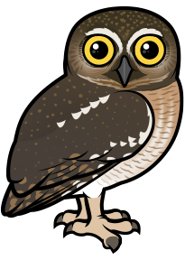 Learn About the Tiny Elf Owl