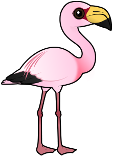 James's Flamingo AKA Puna Flamingo