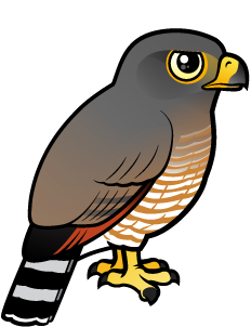 Cute Roadside Hawk by Birdorable