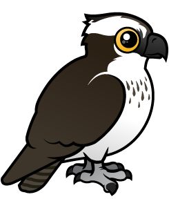 Cute Osprey by Birdorable