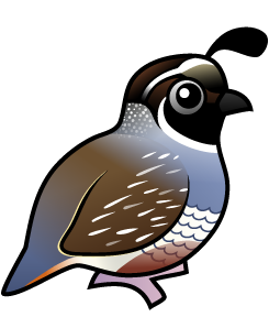 Cute California Quail by Birdorable
