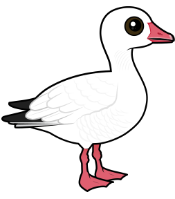 Snow Goose