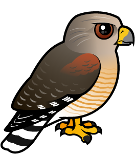 Cute Red-shouldered Hawk by Birdorable