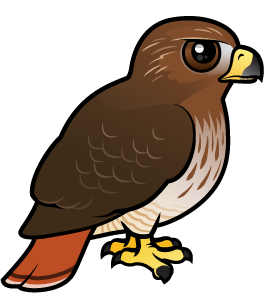 Cute Red-tailed Hawk by Birdorable