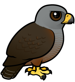 Cute Ridgway's Hawk by Birdorable