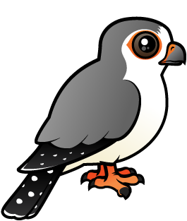 Meet the Cute African Pygmy Falcon by Birdorable