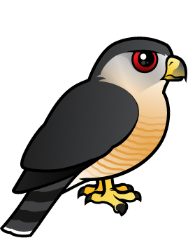 Cute Sharp-shinned Hawk by Birdorable