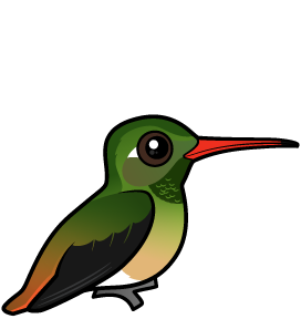 Meet the Cute Buff-bellied Hummingbird by Birdorable
