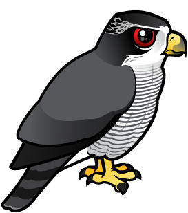 Cute Northern Goshawk by Birdorable