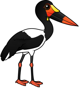 Saddle-billed Stork