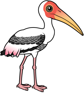Read About the Painted Stork