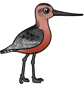 Cute Bar-tailed Godwit by Birdorable