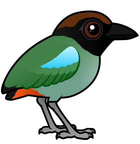 Cute Hooded Pitta by Birdorable