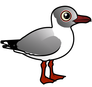 Cute Gray-hooded or Grey-headed Gull