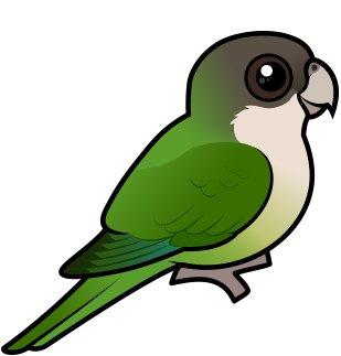 Cute Grey-hooded Parakeet