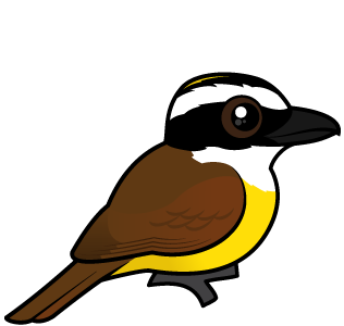 Cute Great Kiskadee by Birdorable