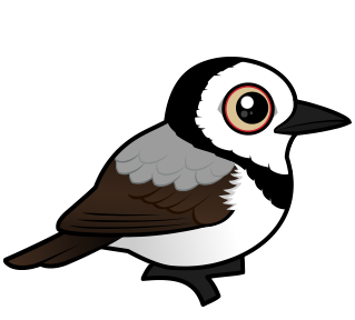 Birdorable White-fronted Chat | Cute Cartoon | Bird Facts