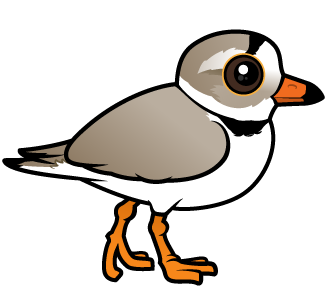 Cute Piping Plover by Birdorable