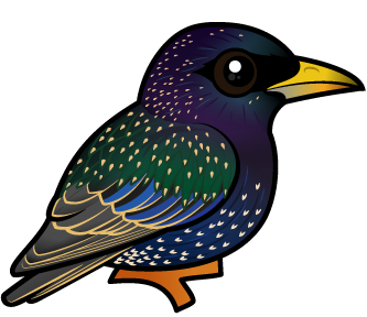Cute European Starling by Birdorable