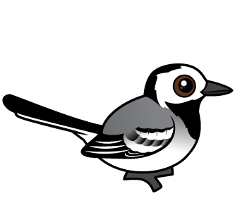 Cute White Wagtail by Birdorable