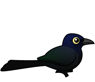 Meet the Cute Great-tailed Grackle by Birdorable