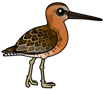 Meet the Cute Short-billed Dowitcher by Birdorable