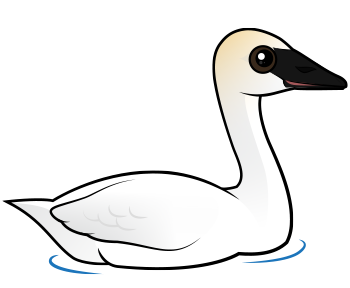 Trumpeter Swan info from Birdorable