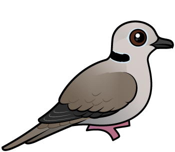 Meet the Cute Eurasian Collared Dove by Birdorable