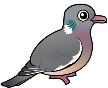 Meet the Common Wood Pigeon