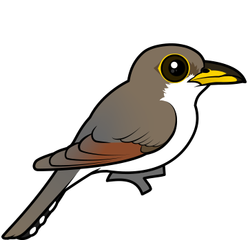 Cute Cartoon Yellow-billed Cuckoo | Meet the Birdorable