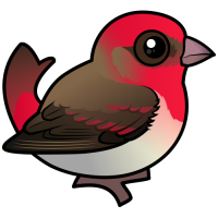 Cute Finches & Friends by Birdorable