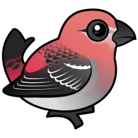 Cute Finches & Friends by Birdorable