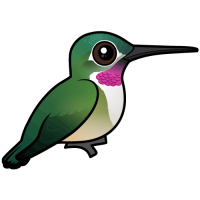 Cute Hummingbirds by Birdorable