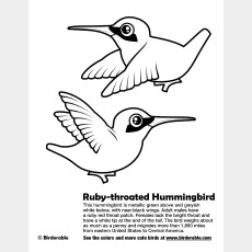 Cute Bird Downloads by Birdorable